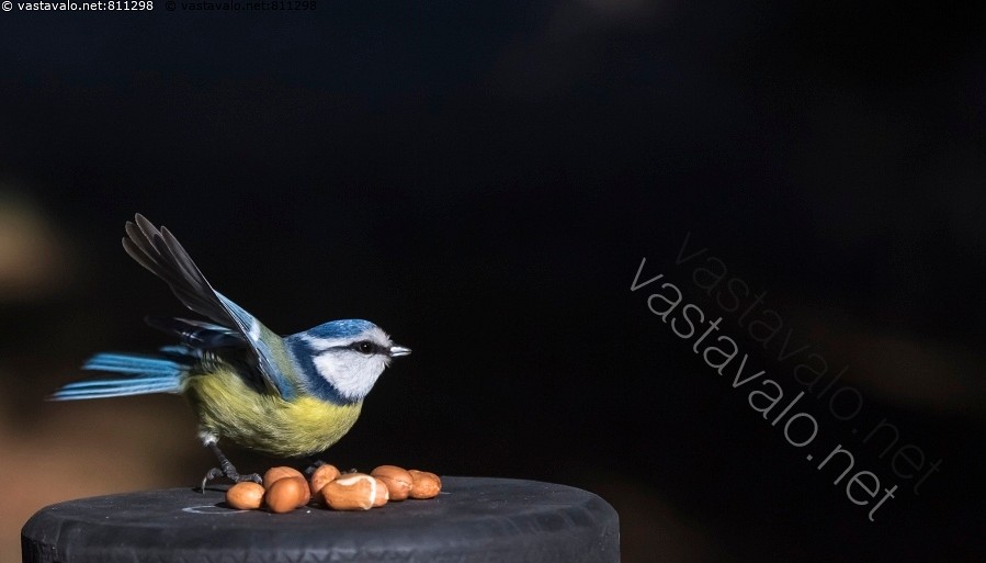 Kuva: Ruokintapaikalla - tiainen nokka pikkulintu lintu maapähkinä ...