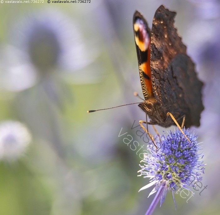 Kuva: Kesäillan perhonen - neitoperhonen perhonen Nymphalis io Eryngium ...