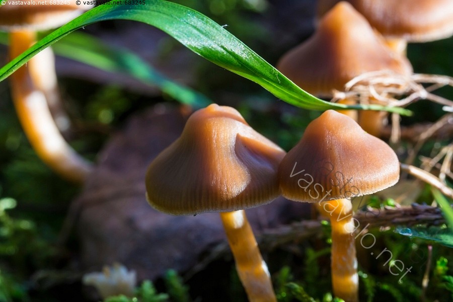 Kuva: Pieniä sieniä - sieni sienet pieni pienet lakki jalka ruoho ...