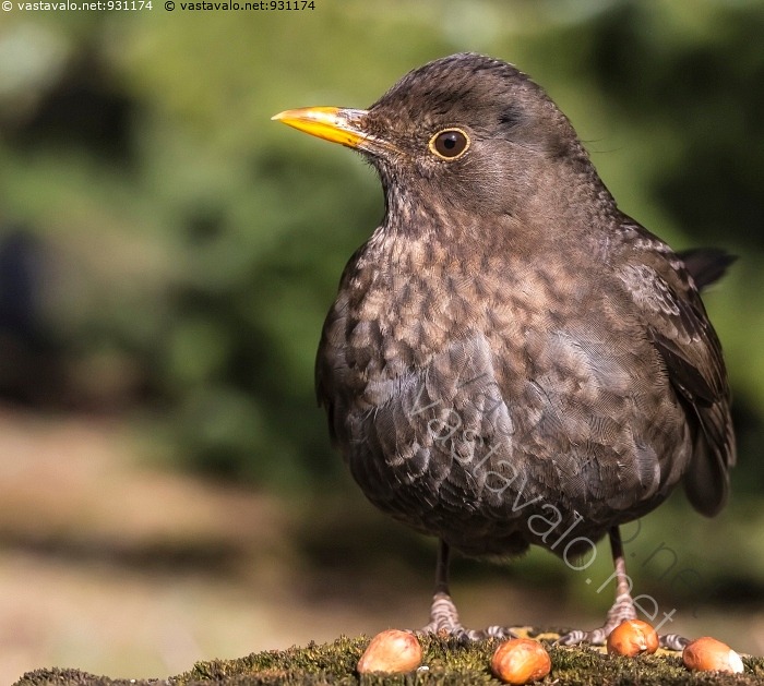 Kuva: Mustarastas ruokintapaikalla - mustarastas Turdus merula naaras ...