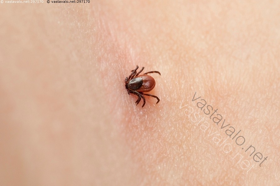 Kuva: Ruokaileva punkki - hyönteinen punkki puutiainen ixodes ...