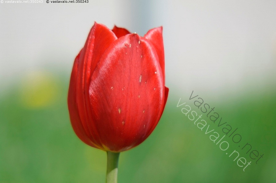Kuva: Punainen tulppaani - tulppaani Tulipa gesneriana kerrannainen ...