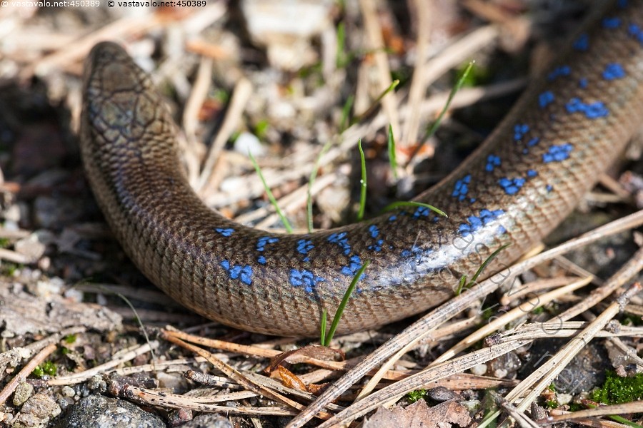Kuva: Vaskitsan kuviointi - siniset täplät sinitäpläinen koiras ...