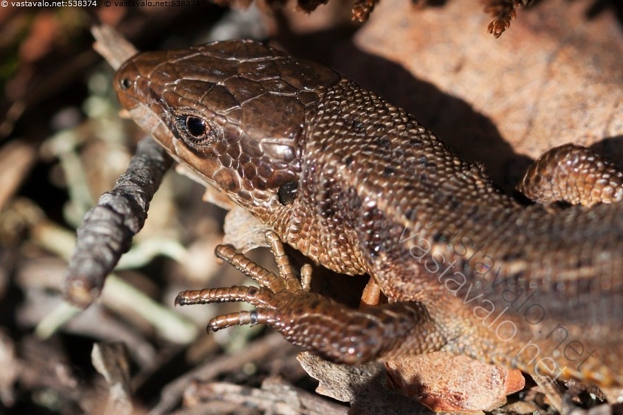 Kuva: Sisilisko - sisilisko Zootoca vivipara pää silmä korva-aukko ...