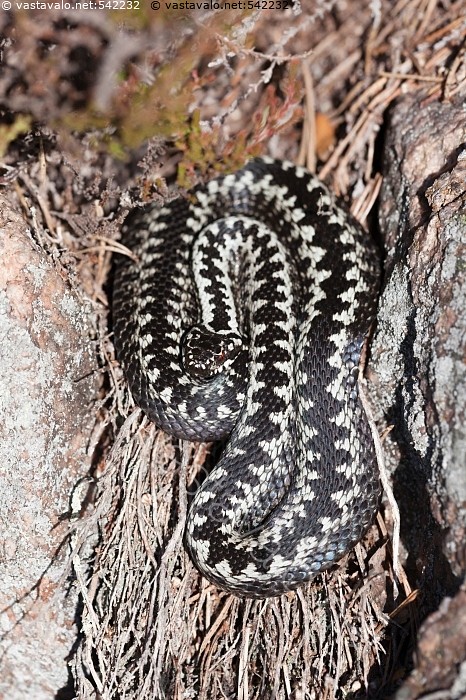 Kuva: Kyykoiras - rauhallinen kyy kyykäärme Vipera berus kaunis sininen ...