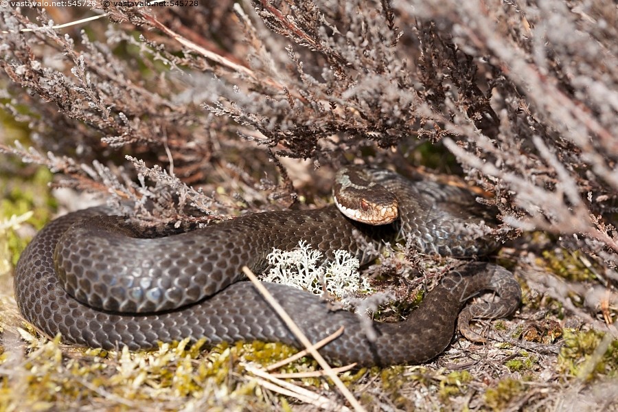 Kuva: Kyynaaras - kyy kyykäärme Vipera berus ruskea naaras lämmitellä ...