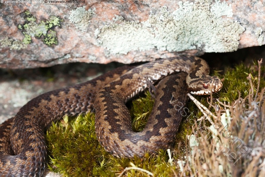 Kuva: Kyynaaras - kyy kyykäärme Vipera berus vaaleanruskea tummanruskea ...