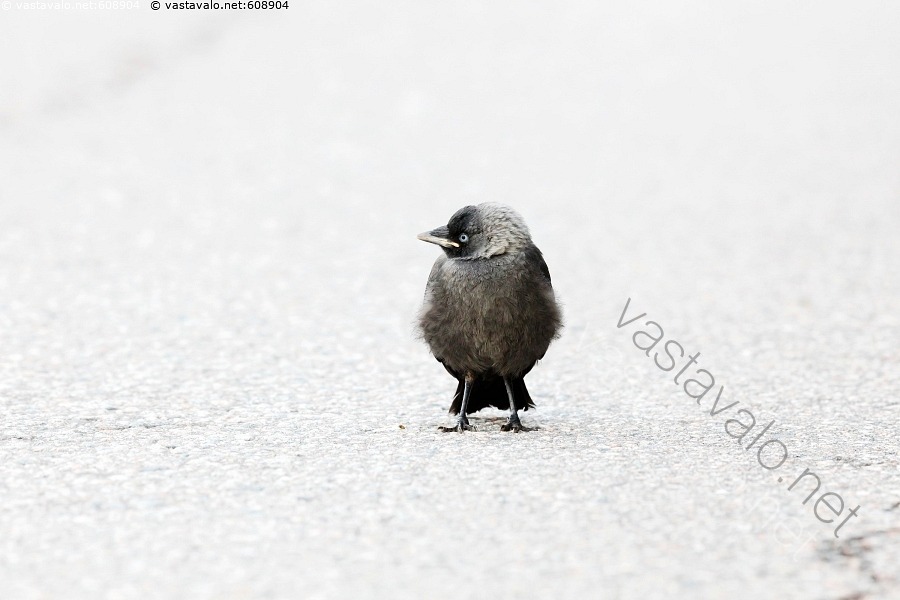Kuva: Naakan poikanen tiellä - naakka Corvus monedula nuori poikanen ...