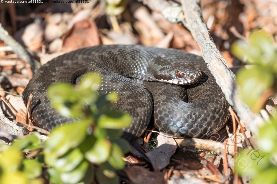 Kuva: Kevään merkki - kyy kyykäärme Vipera berus lämmitellä maaliskuu ...