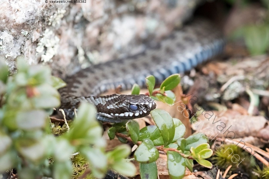 Kuva: Kyy ennen nahanluontia - kyy kyykäärme Vipera berus samea sininen ...