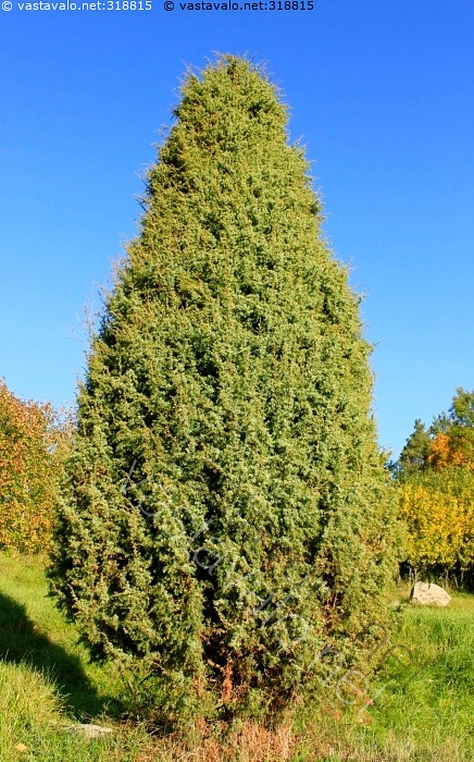 Kuva: Kataja - kataja kotikataja pylväskataja Juniperus communis puu ...