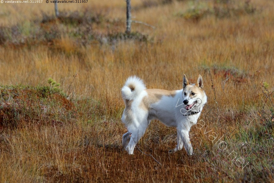 Kuva: Pohjanpystykorva suolla - koira pohjanpystykorva pystykorva suo ...