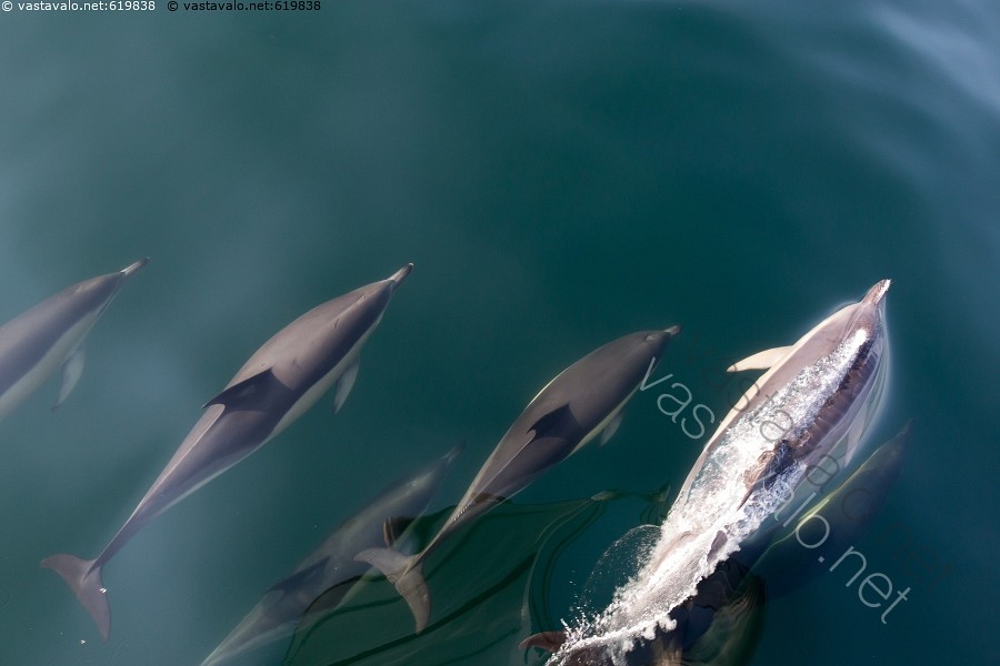 Kuva: Delfiinejä - delfiini valaat valas nisäkäs eläin meri vauhti ...
