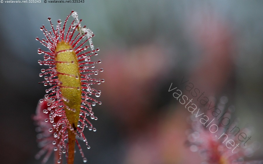 Kuva: Pitkälehtikihokki - pitkälehtikihokki drosera longifolia anglica ...