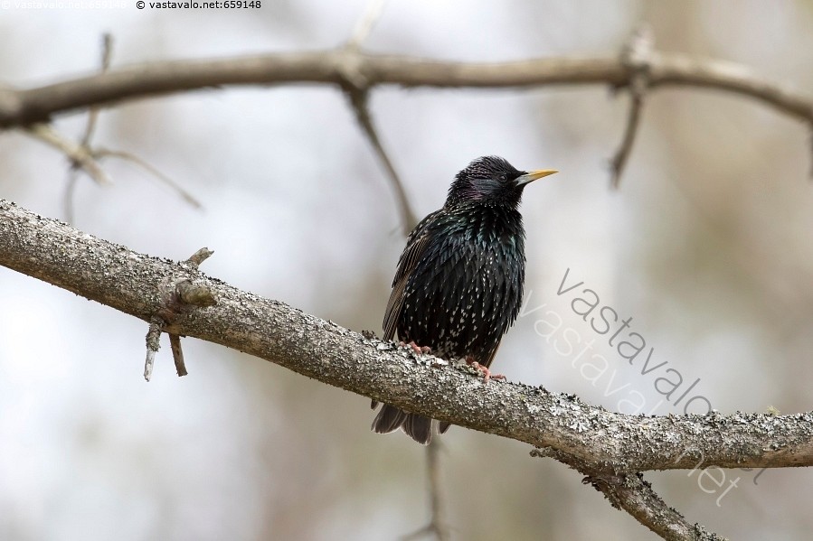 Kuva: Kottarainen - kottarainen lintu pilkukas höyhenpuku nokka musta ...