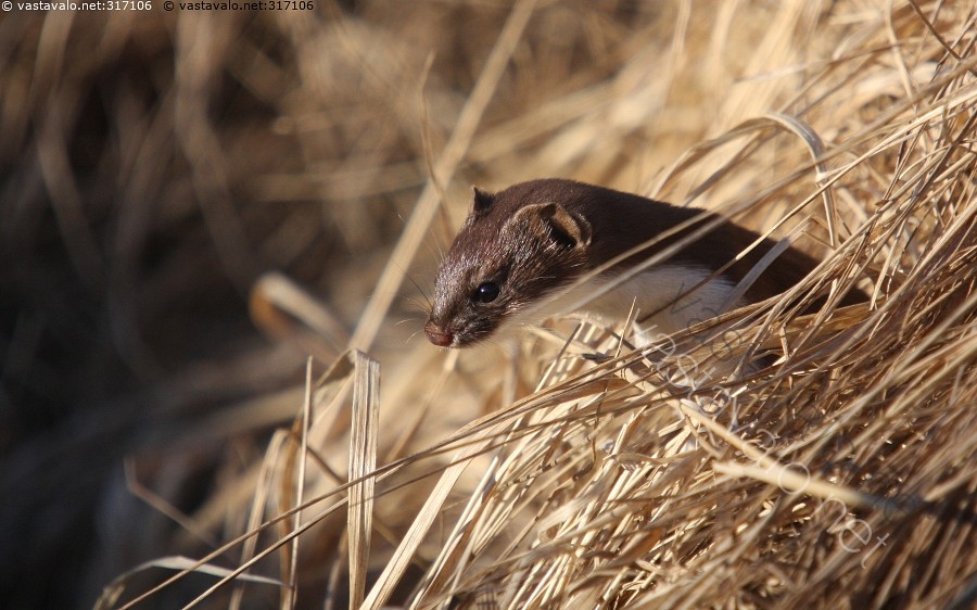 Kuva: Kesäpukuinen lumikko - kesäpuku lumikko heinikko peto mustela ...