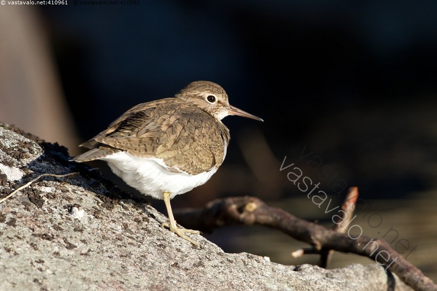 Kuva: Rantasipi - kahlaaja kahlaajat linnut lintu rantalinnut rantasipi ...