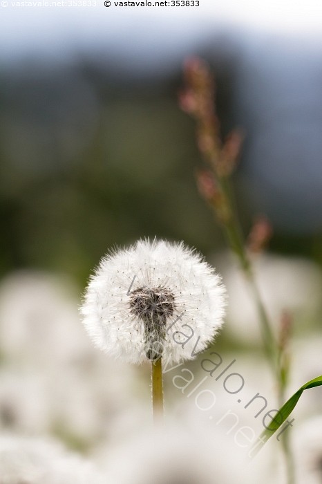 Kuva: Voikukka - kasvi kukka siemen siemenet voikukka taraxacum ...