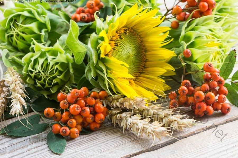 Kuva: Syksyn satoa - auringonkukka nuppu nuput auringonkukannuppu nupussa auki keltainen ...