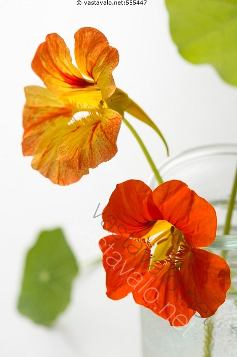 Kuva: Krassi - krassi krassit koristekrassi köynnöskrassi yksivuotinen ...