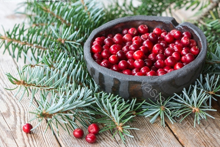 Kuva: Joulunpunaisia marjoja - puolukka puolukat marja marjat punainen ...