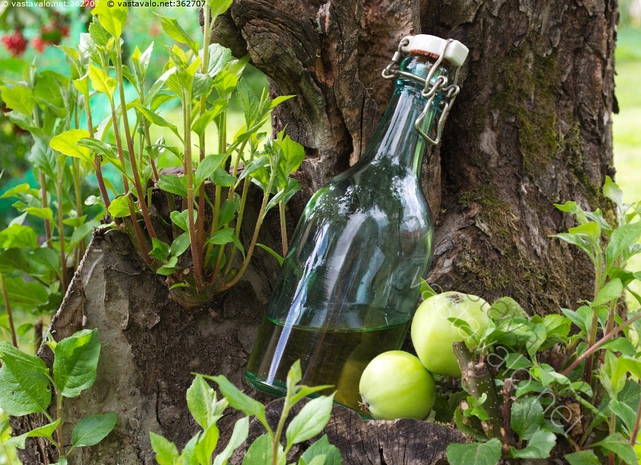 Kuva: Omppumehu - omena omenat omenapuu leikattu vesat vesa vesoa ...