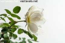 Kuva: Juhannusruusu - valkoinen ruusu juhannusruusu valkea ...