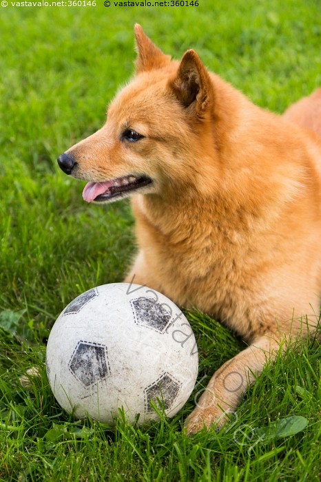 Kuva: Mun Pallo - suomenpystykorva suomen pystykorva metsästyskoira ...