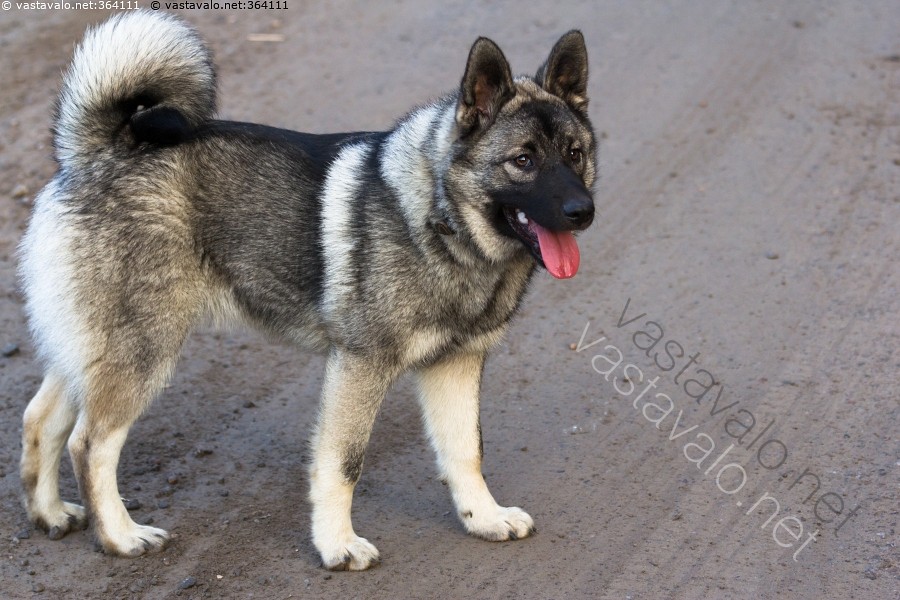 Kuva: Nuori hirvikoira - harmaa koira pentu nuori hirvikoira pystykorva ...