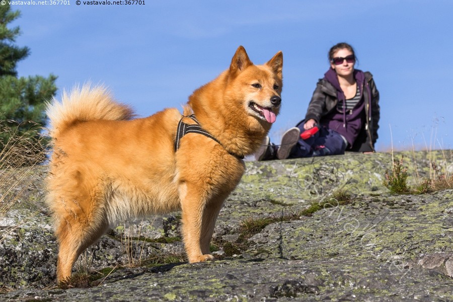 Kuva: Valppaana - suomenpystykorva suomen pystykorva metsästyskoira ...