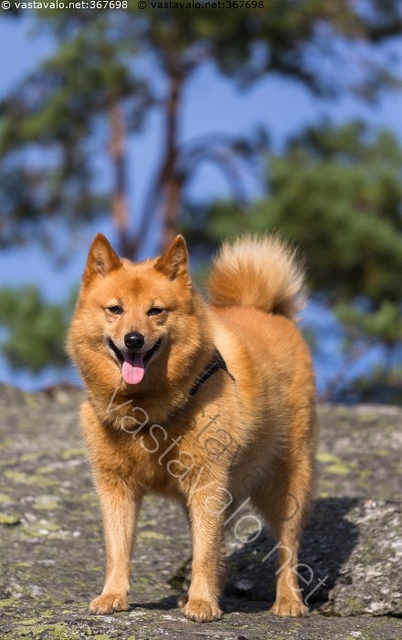 Kuva: Suomenpystykorva - suomenpystykorva suomen pystykorva ...