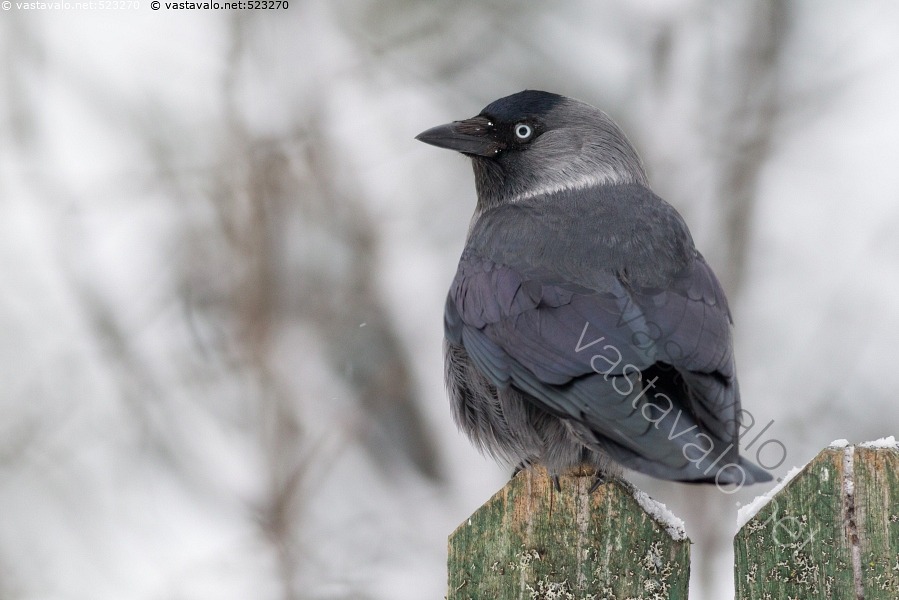 Kuva: Naakka - naakka varislintu Corvus monedula talvi lintu ...