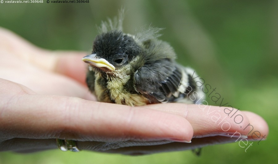Kuva: Talitiaisen poikanen - Talitiainen Parus major tiainen talitintti ...