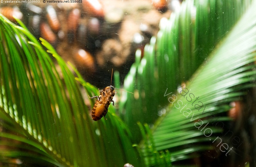 Kuva: Torakka - torakka tuntosarvet lehti lehdet niveljalkainen ...
