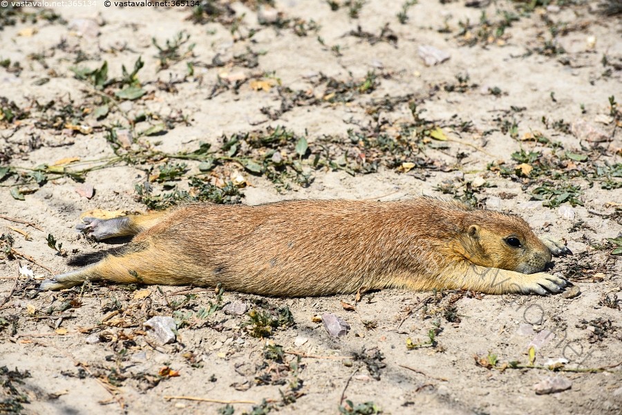 Kuva: Preeriakoira - preeriakoira maata makoilla eläin hiekka hiekkaa ...