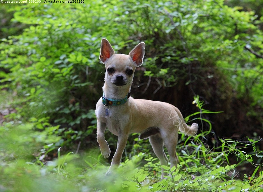 Kuva: Pikkukoira metsässä - kääpiökoira metsässä chihuahua koira rotu ...