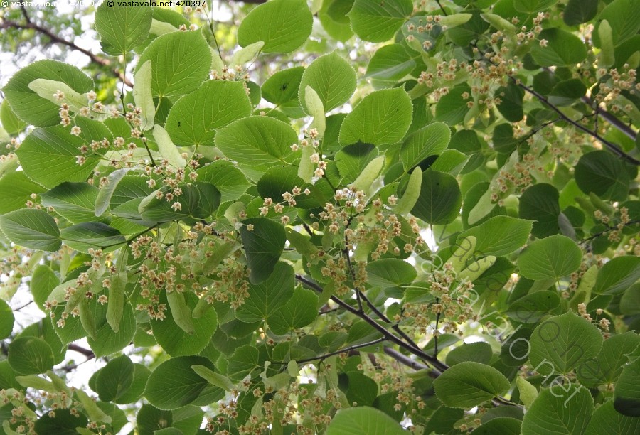 Kuva Kukkiva Magnolia Puu Kukka Kukkapuu Magnolia Kukat