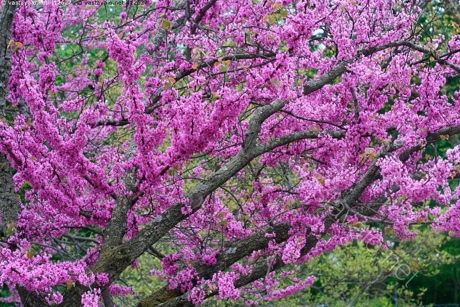 Kuva Kukkiva Magnolia Puu Kukka Kukkapuu Magnolia Kukat