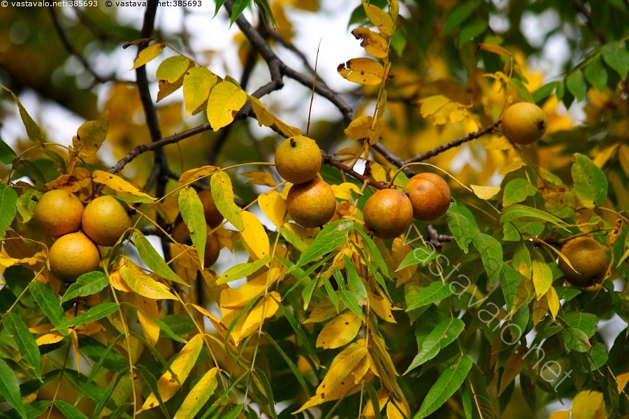 Kuva: Mustajalopähkinä - puu lehtipuu pähkinä pähkinäpuu ...