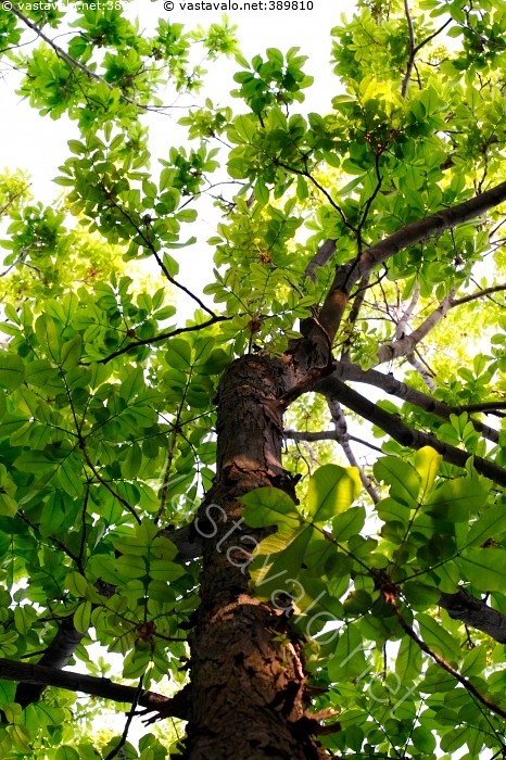 Kuva: Hikkoripuu - puu lehtipuu hikkoripuu pähkinäpuu valkohikkori ...