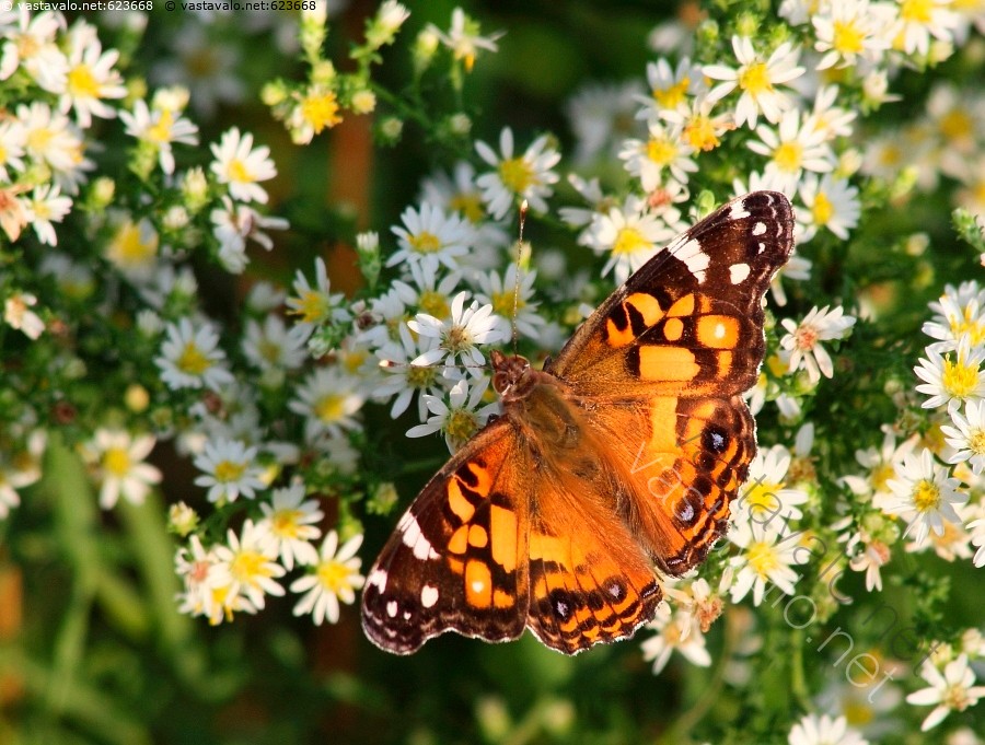 Kuva: Amerikan ohdakeperhonen - perhonen päiväperhonen hyönteinen ...