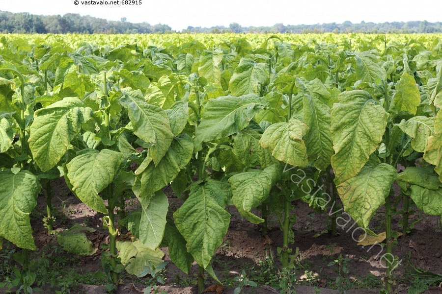 Kuva: Ontarion tupakkaa - tupakka pelto tupakkapelto viljely ...