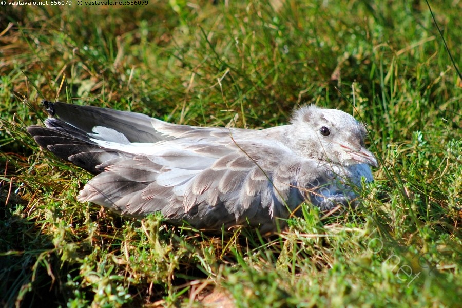 Kuva: Lokin poikanen - lokki kalalokki kalalokin poikanen lokinpoikanen ...