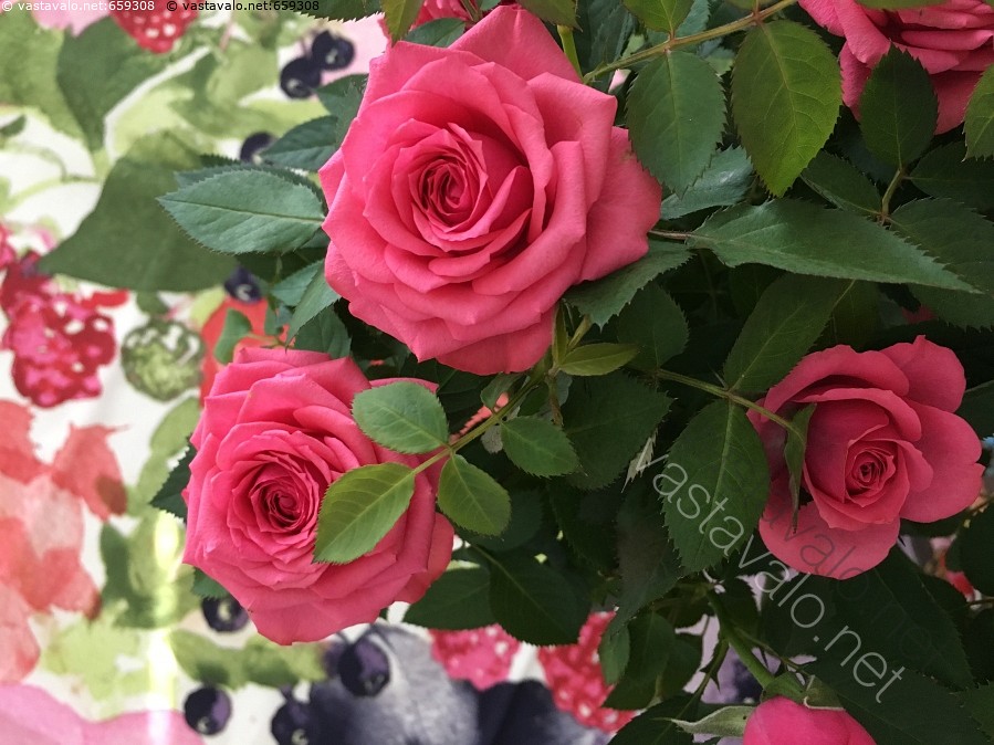 Kuva: Äidille - ruusu ruusuja äitienpäivä äitienpäivänä kukka kukkia ...