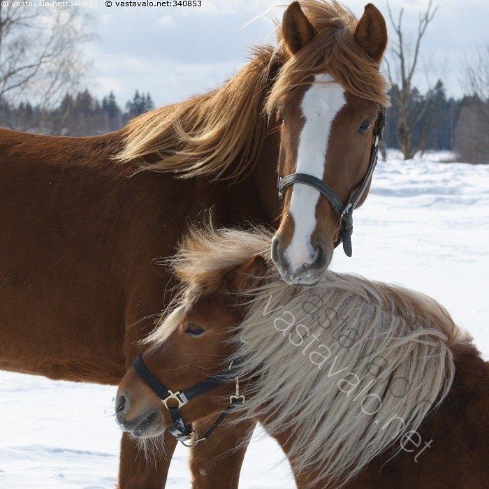 Kuva: Hevonen ja poni - hevonen suomenhevonen poni shetlanninponi Equus ...