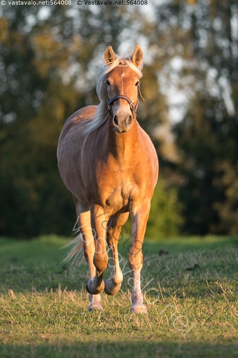 Kuva: Tamma - hevonen suomenhevonen ravata ravaava laidun laitumella ...