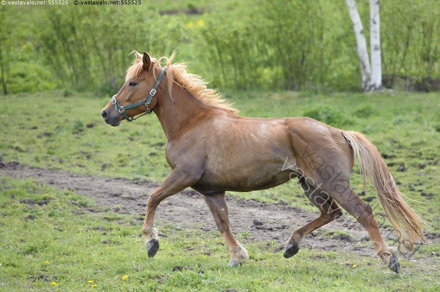 Kuva: Hevonen - hevonen suomenhevonen ravata ravaava laidun laitumella ...