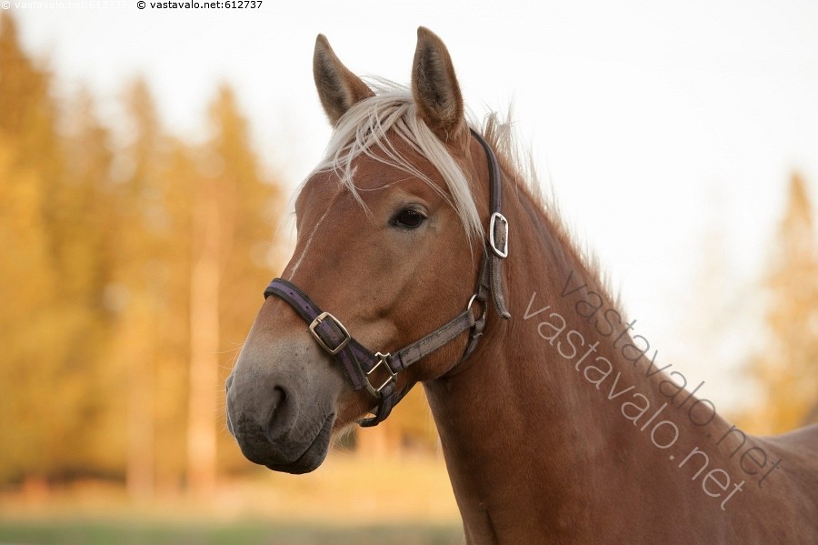 Kuva: Tamma - hevonen suomenhevonen tamma liinakko rautias raudikko ...