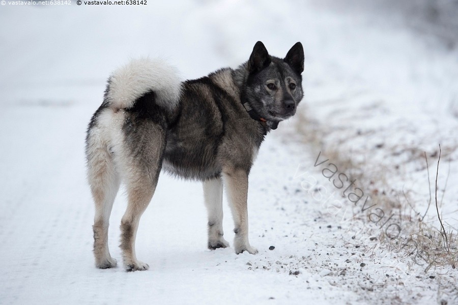 Kuva: Hirvikoira - harmaa norjanhirvikoira koira hirvikoira pysäyttävä ...