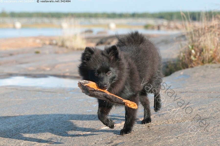 Kuva: Pentu rannalla - mittelspitz saksanpystykorva saksanpystykorvat ...